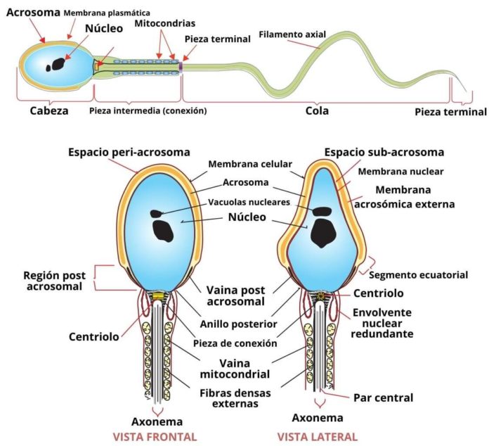 Espermatozoides: qué son, funciones, partes, ciclo de vida