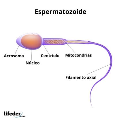 Diferencias entre espermatozoide y una espermátida