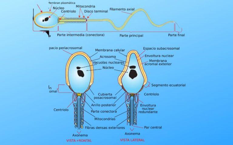 Espermatozoides: qué son, funciones, partes, ciclo de vida