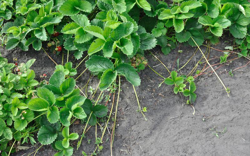 Ejemplos De Plantas Estolones Y Sus Nombres