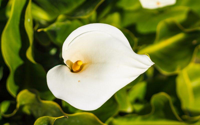 Cala: qué es, características, hábitat, usos, cultivo y cuidados