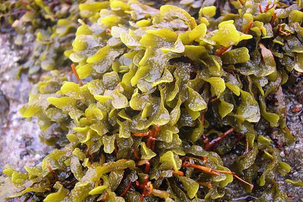 Biomas acuáticos: qué son, características, tipos, flora, fauna