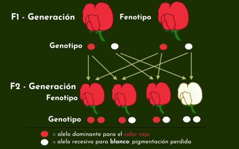 Gen recesivo: qué es, aspectos, principios, factores, ejemplo