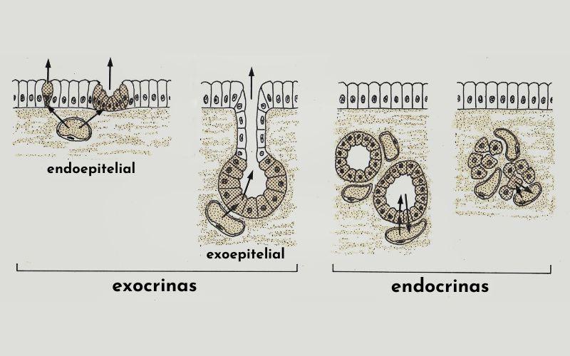 Glándulas exocrinas: qué son, características, funciones y tipos