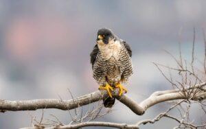 Halcón peregrino: qué es, características, hábitat, comportamiento
