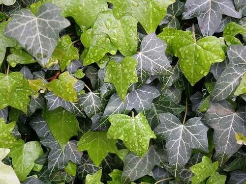 Hedera helix: características, hábitat, propiedades, cuidados