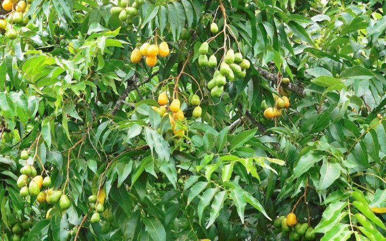 Jobo: qué es, características, hábitat, usos y cuidados