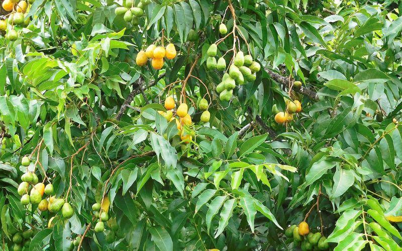 Jobo: qué es, características, hábitat, usos y cuidados