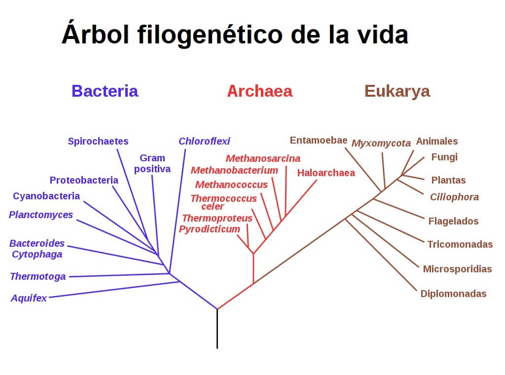 Carl Woese: biografía, taxonomía, aportes, obras