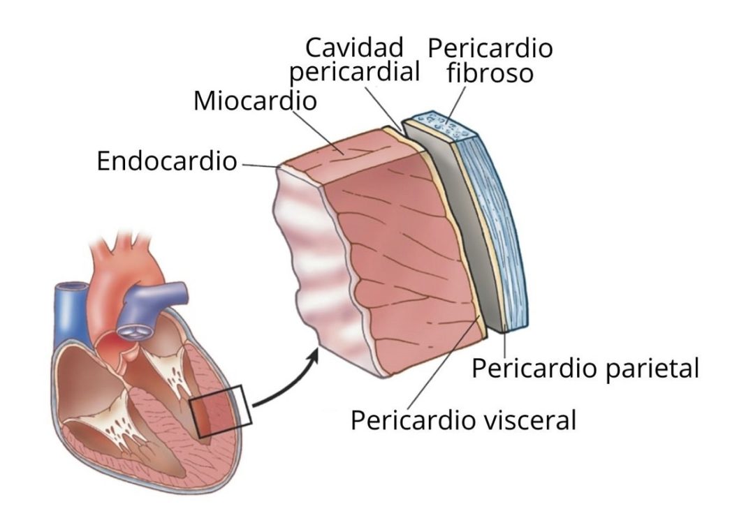 Capas del corazón humano: histología, descripción y funciones