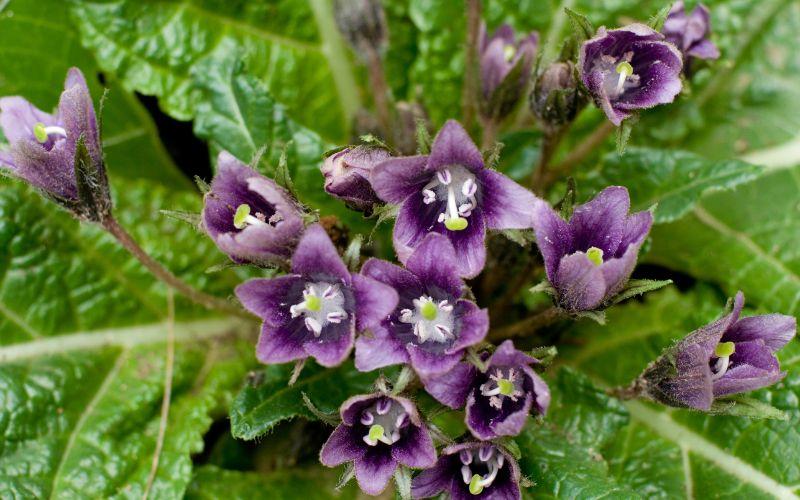 Mandrágora: qué es, características, hábitat, distribución, usos