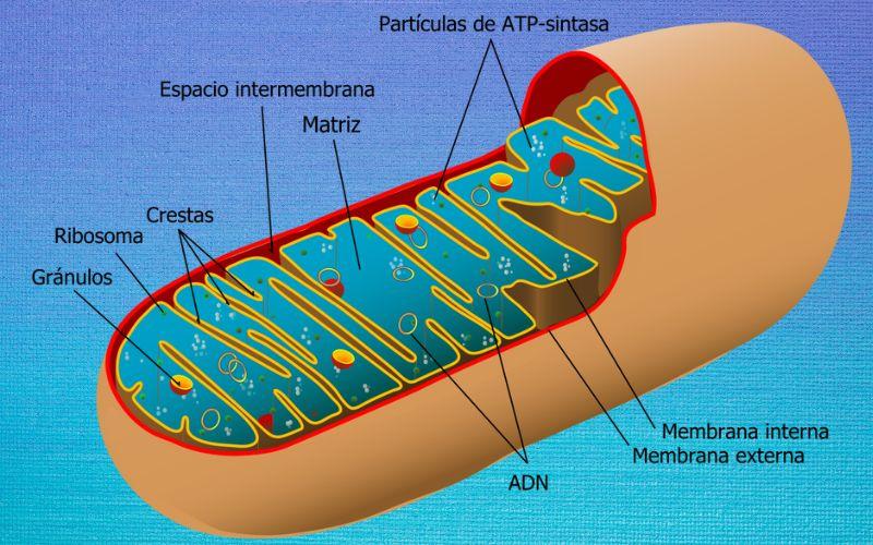 Estructura De Las Mitocondrias