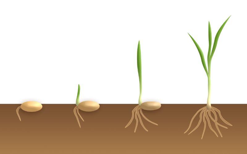 Monocotiledóneas: qué son, características, clasificación, ejemplos