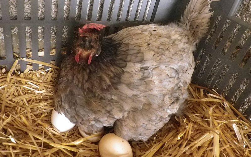 Ovíparos: qué son, características, reproducción, desarrollo y ejemplos