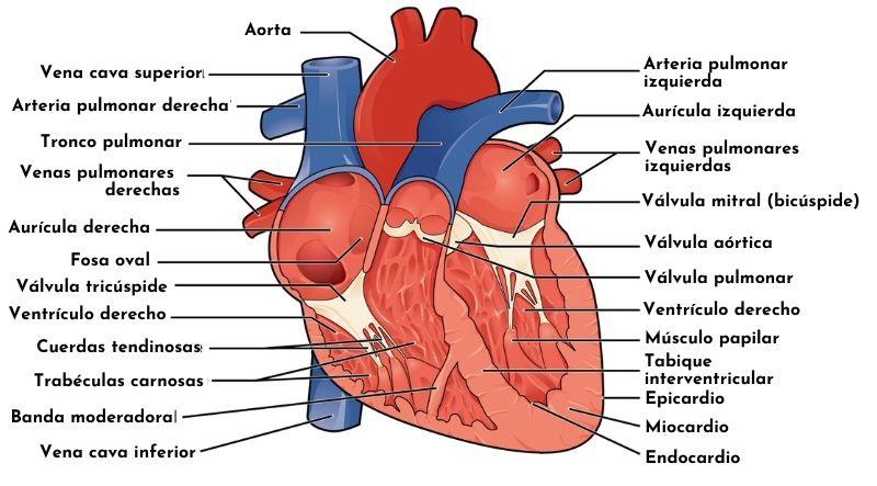 Partes del corazón y sus funciones: qué son, arterias, venas