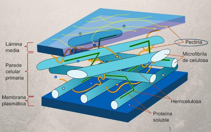 Pectina: qué es, estructura, tipos, funciones, aplicaciones