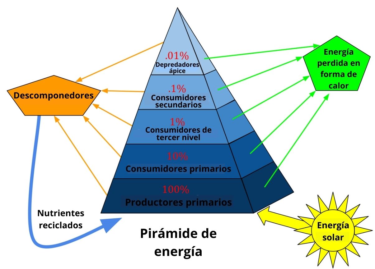 Red trófica: qué es, niveles tróficos, tipos, terrestre y marina