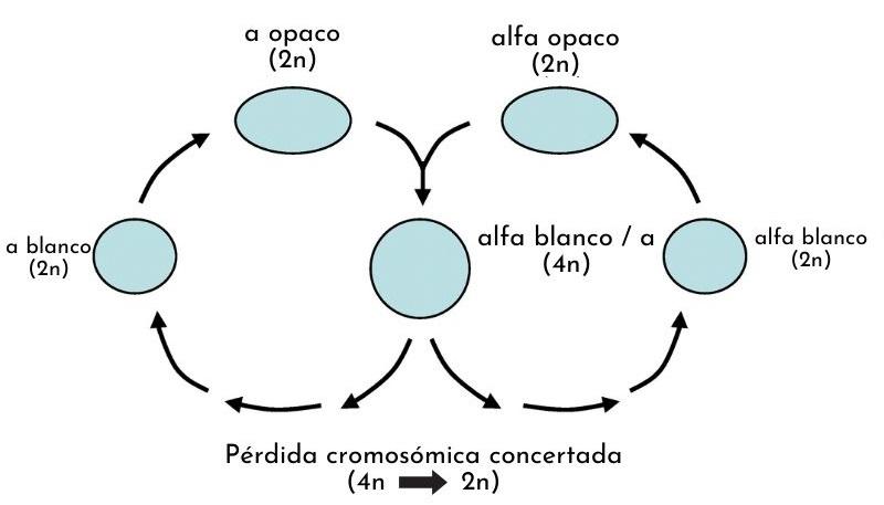 Reproducción parasexual: qué es, en hongos, Monera y protistas, usos