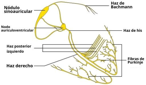Sistema de conducción eléctrica del corazón: organización, funcionamiento