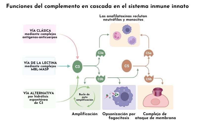Sistema del complemento: qué es, funciones, patologías