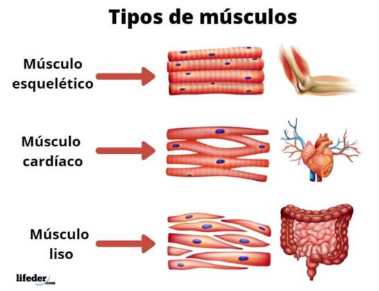 Tipos de músculos: características, funciones y clasificación