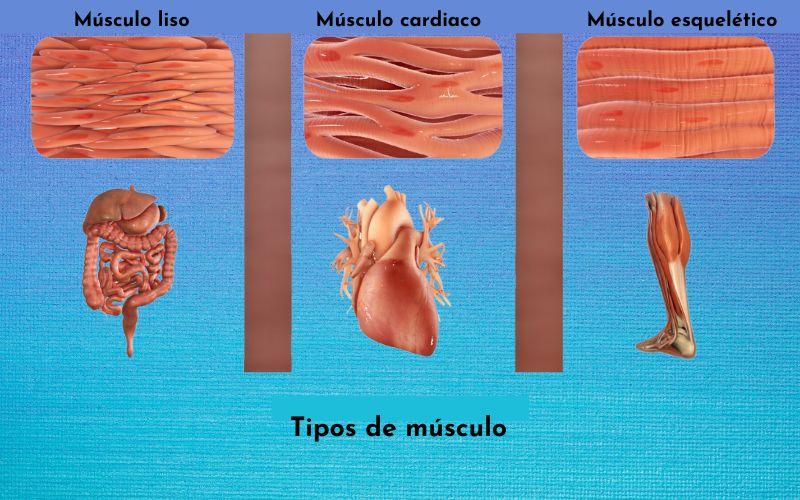 Tipos de músculos: qué son, características, funciones y clasificación