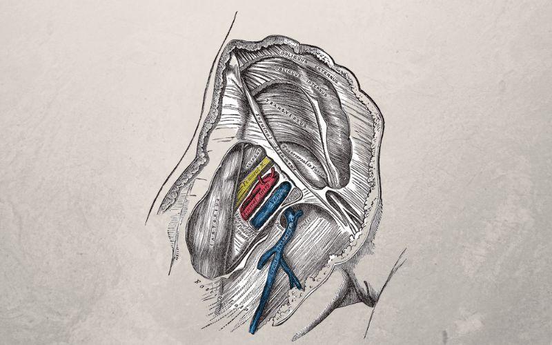 Triangulo Inguinal Vs Triangulo Femoral Triángulo Femoral Y Conducto