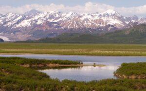 Tundra: qué es, características, tipos, flora, fauna, ejemplos