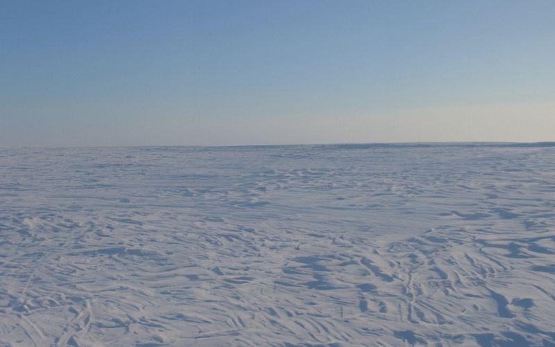 Plantas De La Tundra En Invierno Tundra; Clima, Fauna, Flora Y Sus