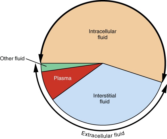 Líquiido intersticial: qué es, composición, funciones