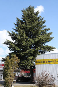 Flora y fauna de Querétaro: especies representativas