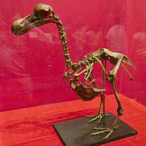 Pájaro dodo: qué es, características, hábitat, causas de la extinción