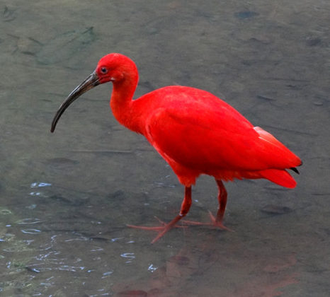 Río Caño Cristales: qué es, características, recorrido, fauna, flora