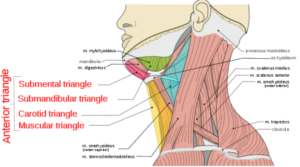Músculo digástrico: qué es, origen, anatomía, funciones, lesiones