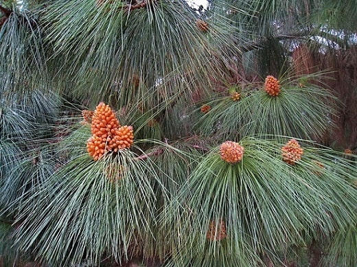 Pohon Pinus Tala Tala Man Tree Lumberjack Thailand Felling Jungle Cut ...