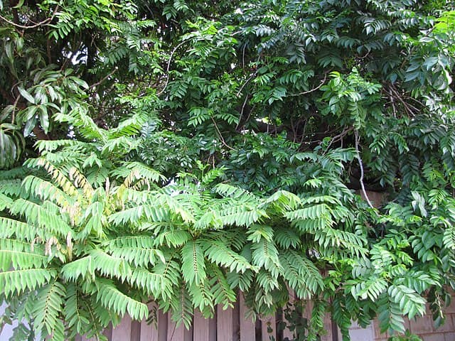 Spondias purpurea: què es, caracterìsticas, hàbitat, usos y cuidados