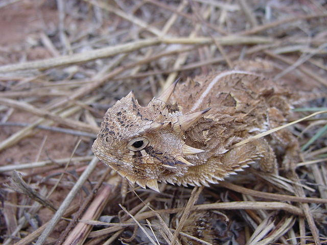 Lagarto Cornudo Características Hábitat Reproducción Nutrición