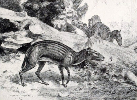Eohippus: qué es, características, morfología, reproducción, nutrición