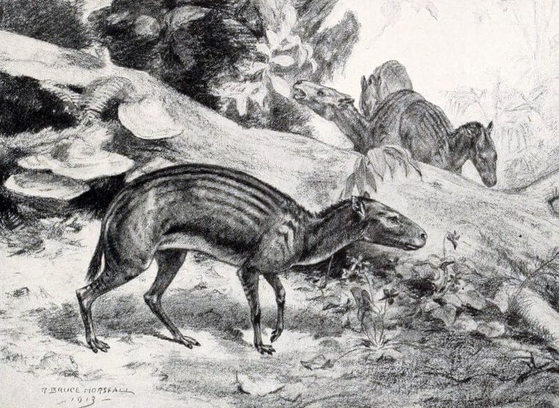 Eohippus: qué es, características, morfología, reproducción, nutrición