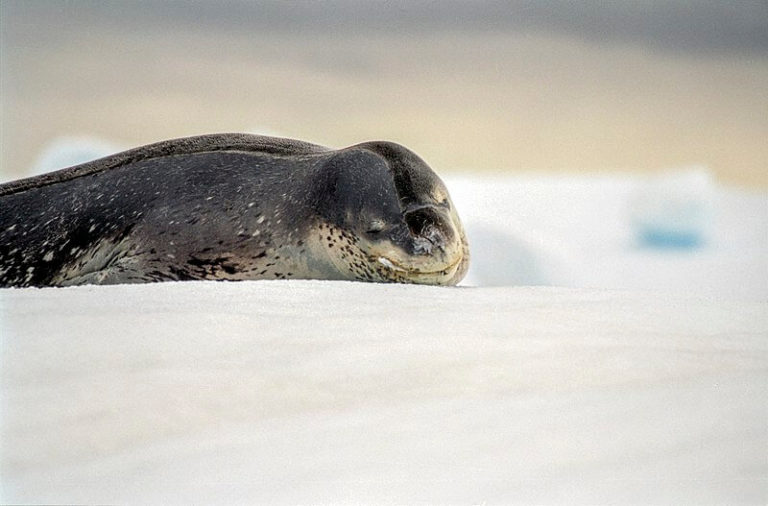 Foca leopardo: qué es, características, hábitat, comportamiento