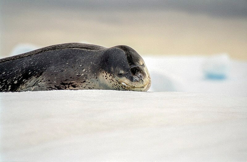 Foca leopardo: qué es, características, hábitat, comportamiento