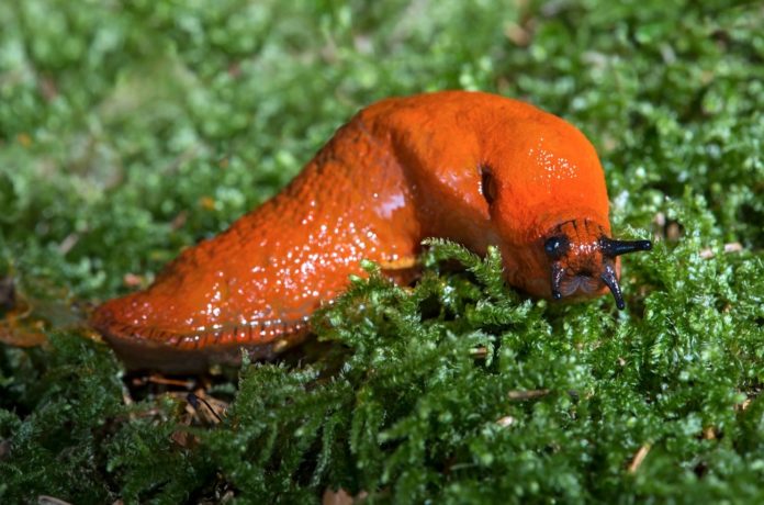 Babosas: características, hábitat, reproducción, alimentación