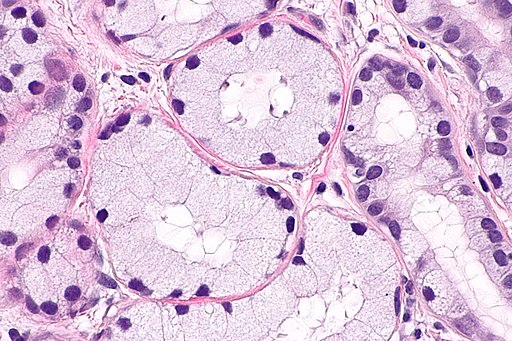 Glándulas de Cowper: características, función, histología y enfermedades