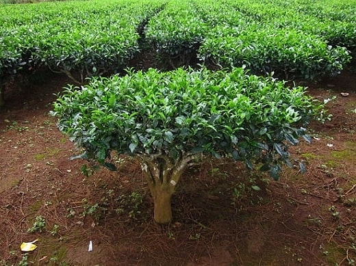 Camellia sinensis: qué es, características, hábitat, cultivo, propiedades