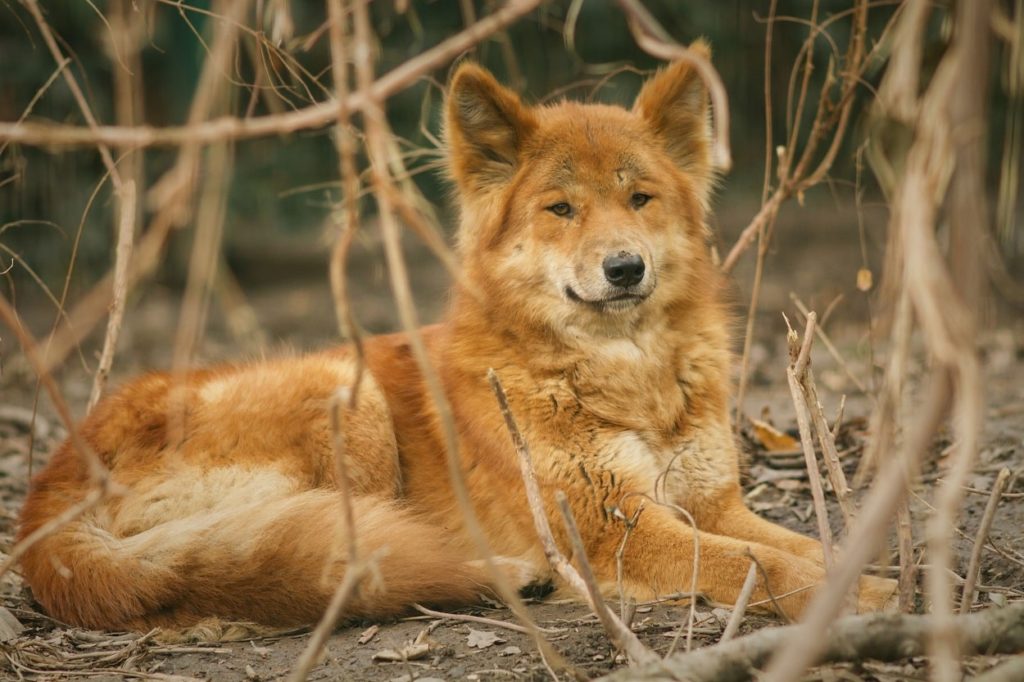 Dingo: características, hábitat, alimentación, comportamiento