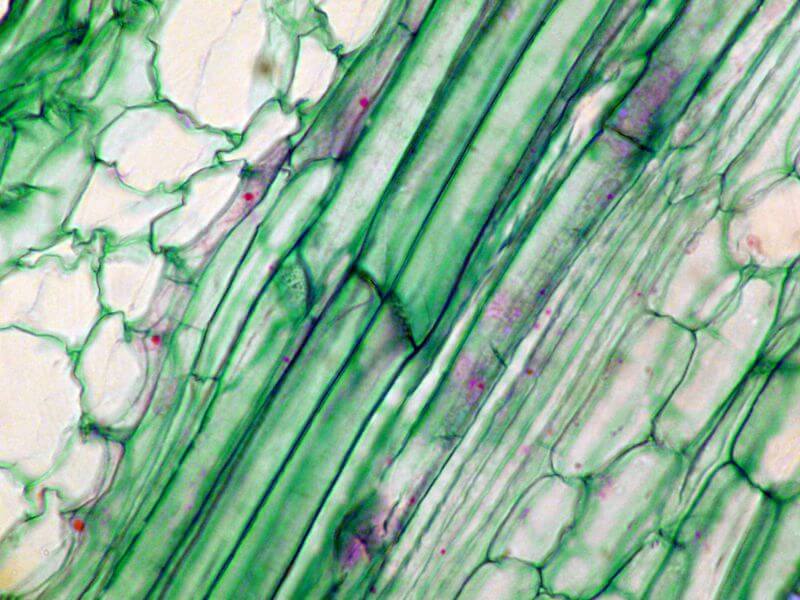 Xilema y floema: qué son, funciones y comparativa