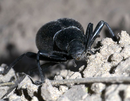Pinacate: características, nutrición, control biológico y químico