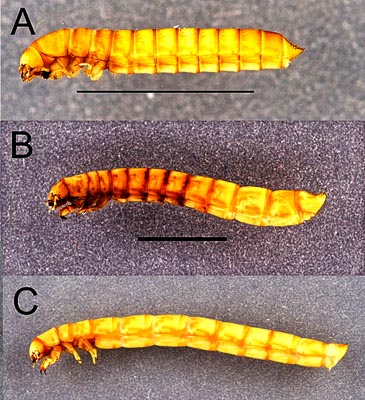 Pinacate: qué es, características, defensa, ciclo vital, control