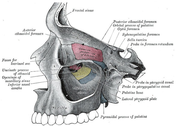 Fosa pterigopalatina: qué es, anatomía, límites, contenido