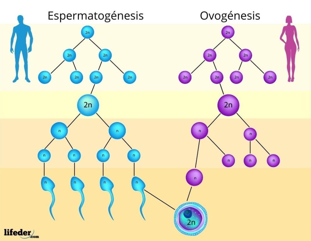 Gametogénesis: qué es, en humanos y en plantas